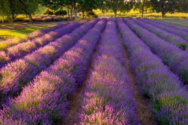Alphra Lavender – Quality Lavender Products Made In NZ