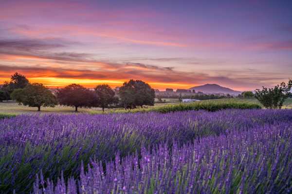Our Story – Alphra Lavender